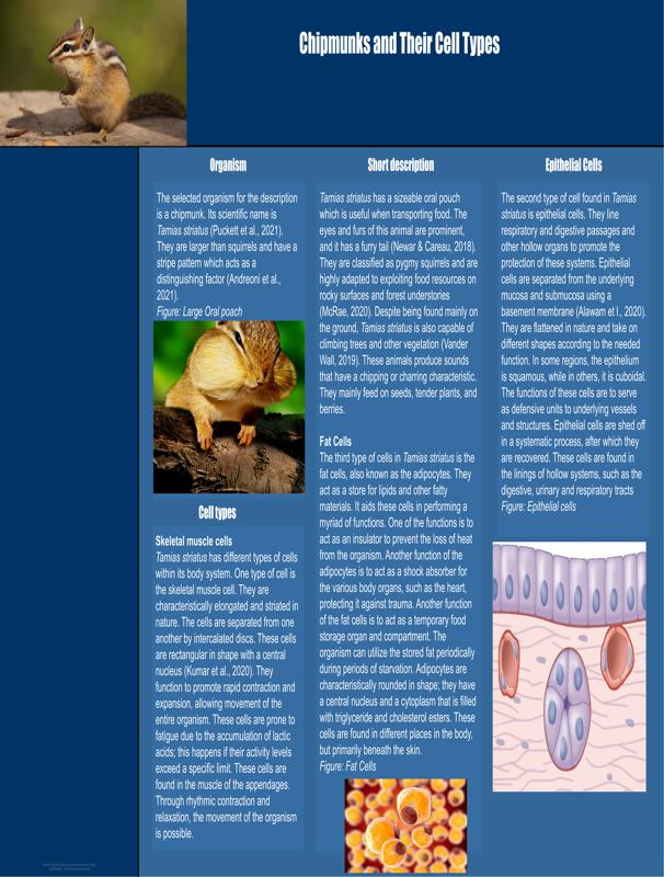 A Biology Poster Project Of A Chipmunk