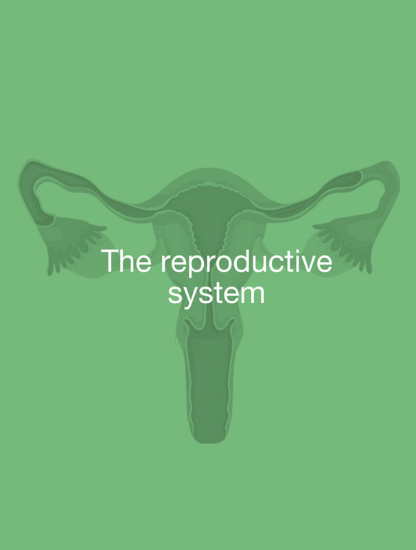 COMPREHENSIVE NOTES ON THE REPRODUCTIVE SYSTEM; ANATOMICAL ...