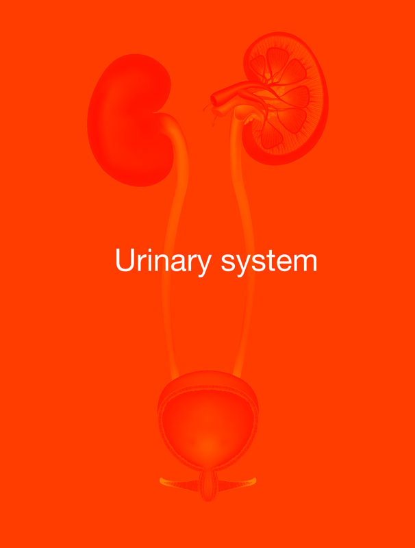 EXAM REVIEW AND REVISION NOTES ON THE URINARY SYSTEM; ANATOMICAL ...